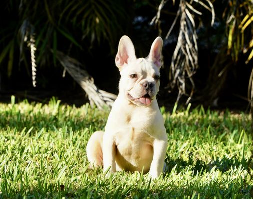 THE EXOTIC FRENCHIE LAB - Updated July 2024 - Miami, Florida - Pet ...