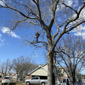 CAMPOS TREE SERVICE - 11107 Stallcup Dr, Dallas, Texas - Tree Services ...