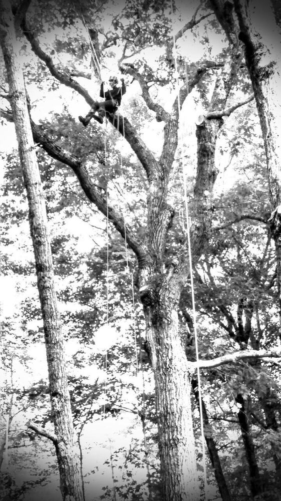 MCINTOSH FORESTRY SERVICES - Updated December 2025 - 23 Victory Ln ...