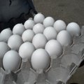 GLAUM EGG RANCH - Updated September 2025 - 72 Photos & 62 Reviews ...