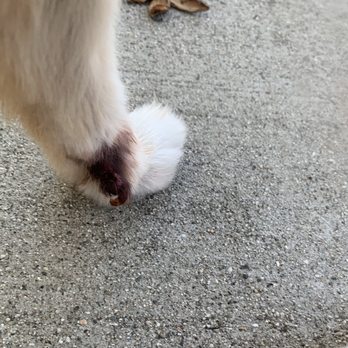 AMI PET GROOMING - Updated July 2024 - 175 Photos & 100 Reviews - 12756 ...