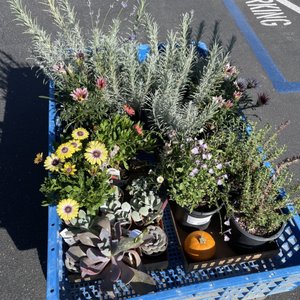 ALDEN LANE NURSERY - 328 Photos & 188 Reviews - 981 Alden Ln, Livermore ...