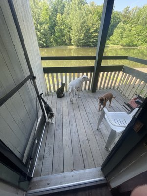 HUMANE SOCIETY OF SUMMIT COUNTY - Updated October 2025 - 40 Photos & 20 ...