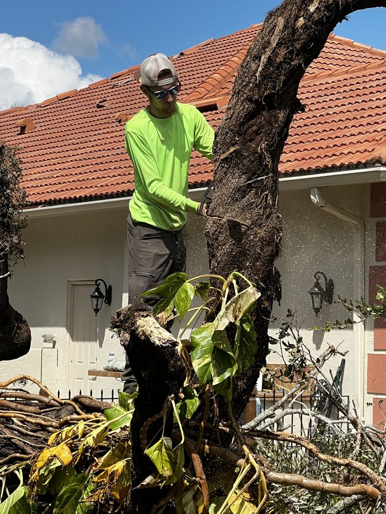 TREE MONKEY TREE SERVICE - Updated December 2025 - Request a Quote - Crystal River, Florida ...