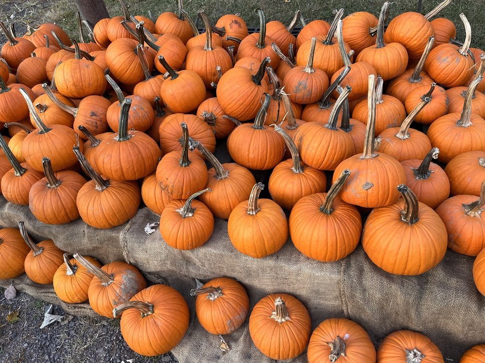 MELICK’S TOWN FARM - Updated October 2025 - 31 Photos & 35 Reviews ...