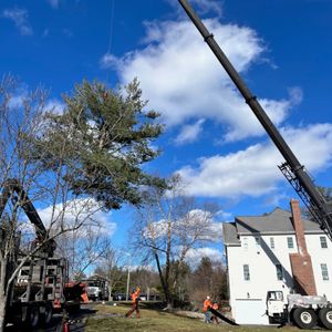 CICORIA TREE AND CRANE SERVICE - Updated March 2025 - 19 Photos & 19 ...