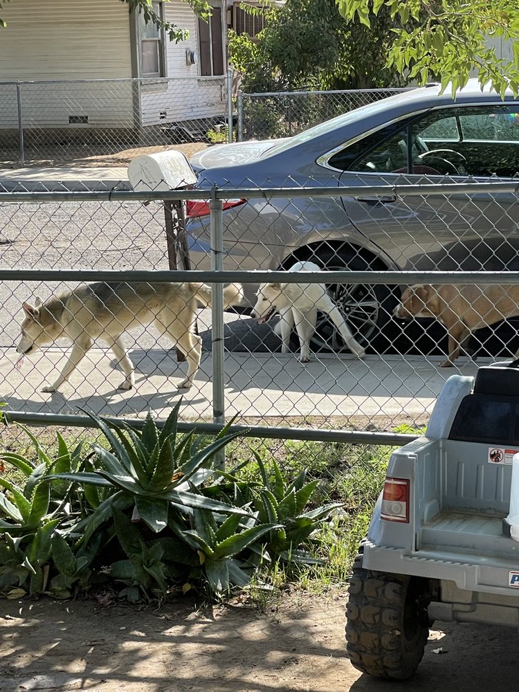 LINDSAY ANIMAL CONTROL - Updated July 2025 - 23611 Road 196, Lindsay ...