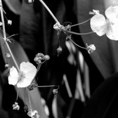 ICHIMURA MIAMI JAPANESE GARDEN - 120 Photos & 16 Reviews - 1101 ...