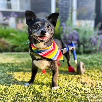 LAASER LOS ANGELES ANIMAL SPECIALTY EMERGENCY AND REHABILITATION ...