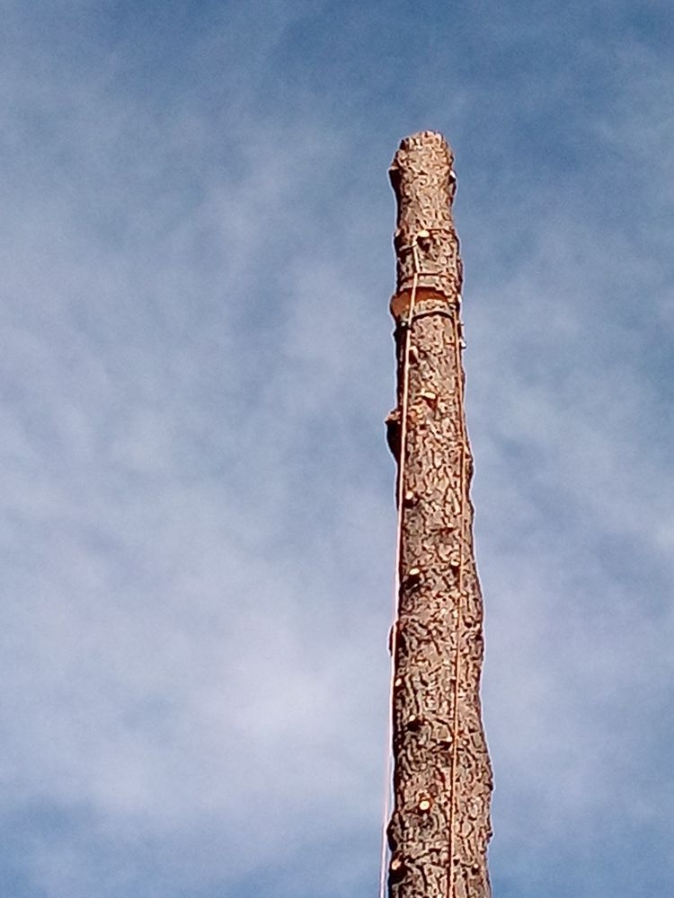 CASTILLO TREE CARE - Updated August 2025 - Request a Quote - 16 Photos ...