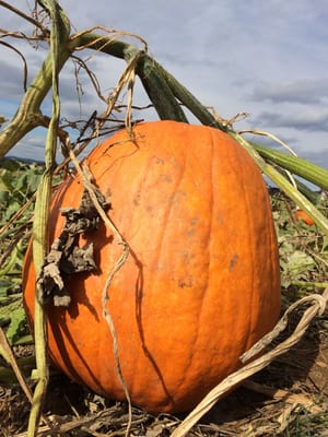 JUMBO’S PUMPKIN PATCH - Updated November 2025 - 60 Photos & 32 Reviews ...