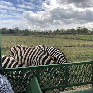 BAYOU WILDLIFE ZOO - 329 Photos & 121 Reviews - Zoos - 5050 FM 517 ...