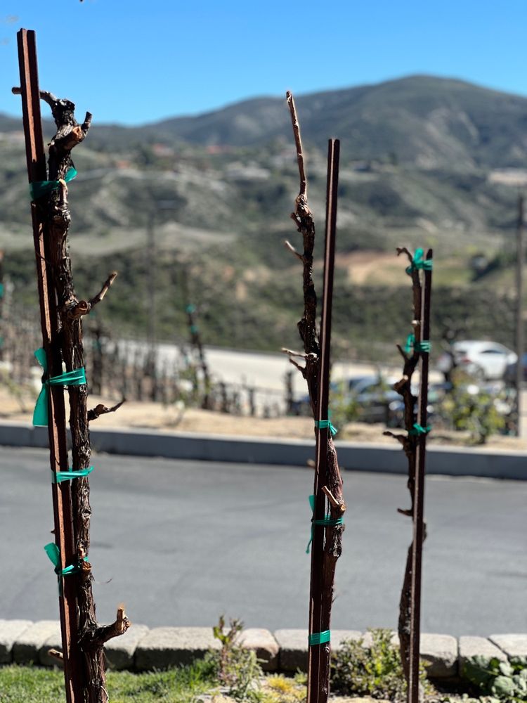 OAK MOUNTAIN WINERY - 2052 Photos & 1173 Reviews - 36522 Via Verde ...