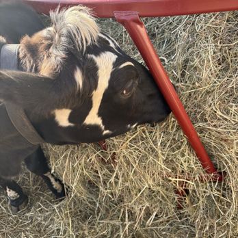 SMILING HILL FARM - Updated December 2025 - 184 Photos & 70 Reviews ...