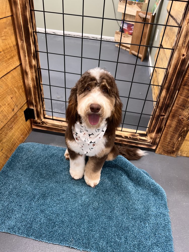 LORETTA’S PAWS & CLAWS SPA - Updated January 2026 - 11 Photos & 11 Verified Reviews - 2761 Soco ...