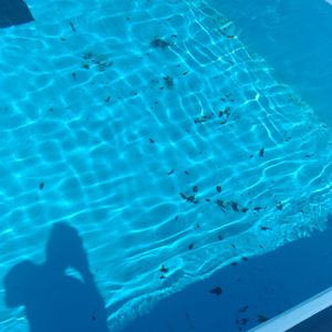 REILLY MEMORIAL SWIMMING POOL - 12 Photos & 28 Reviews - 355 Chestnut ...