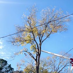 Best Tree Services Near Me - July 2025: Find Nearby Tree Services ...