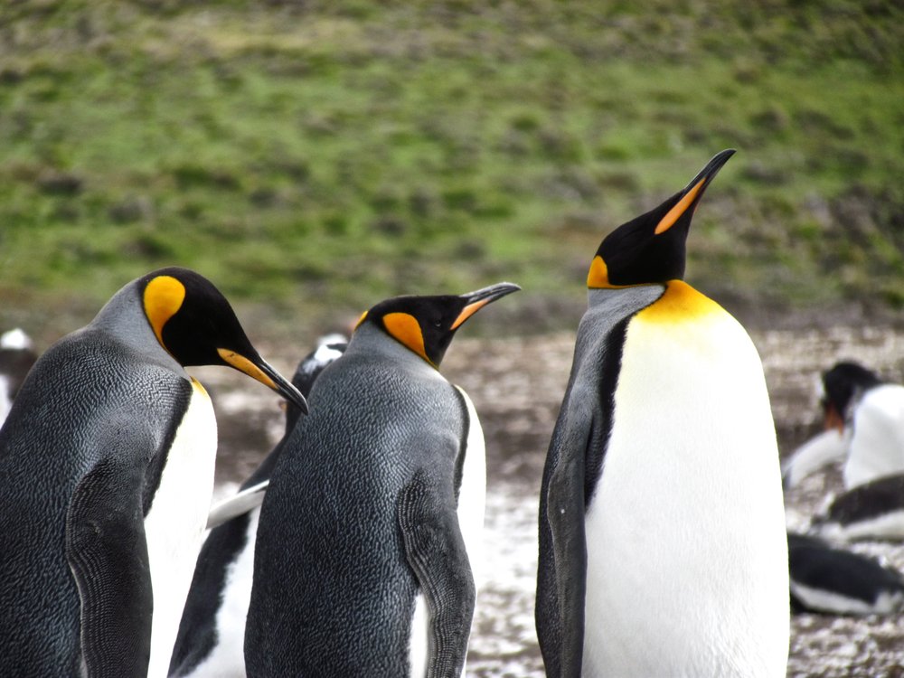 JESSICA REGNIER - CRUISE PLANNER - Updated April 2024 - 20 Photos ...