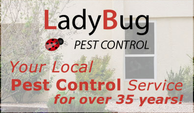 LADY BUG PEST CONTROL - Updated February 2025 - Albuquerque, New Mexico ...