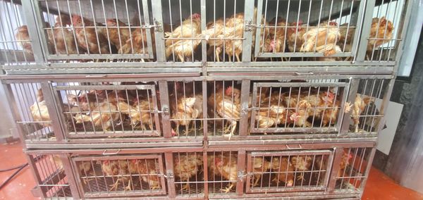 FUTURE POULTRY MARKET - 75 Photos - 2164 Webster Ave, New York, NY - Yelp