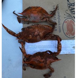 THE CRAB PLACE - Updated January 2025 - 101 Photos & 116 Reviews - 504 ...