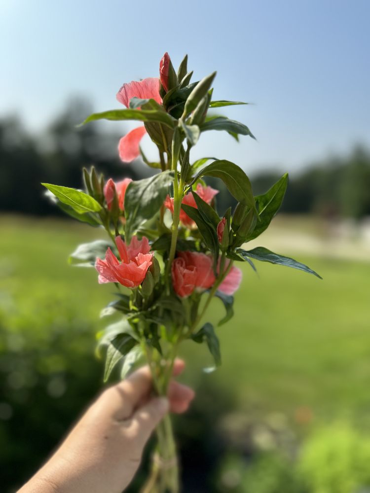 BIRCH STAR FARM - Updated August 2025 - 362 Allen Rd, Pownal, Maine - Nurseries & Gardening ...