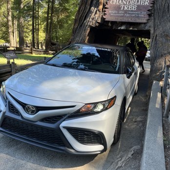 DRIVE-THRU TREE - Updated July 2025 - 584 Photos & 200 Reviews - 67402 ...