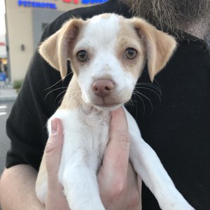 FRIENDS OF ORANGE COUNTY’S HOMELESS PETS - 52 Photos & 45 Reviews ...