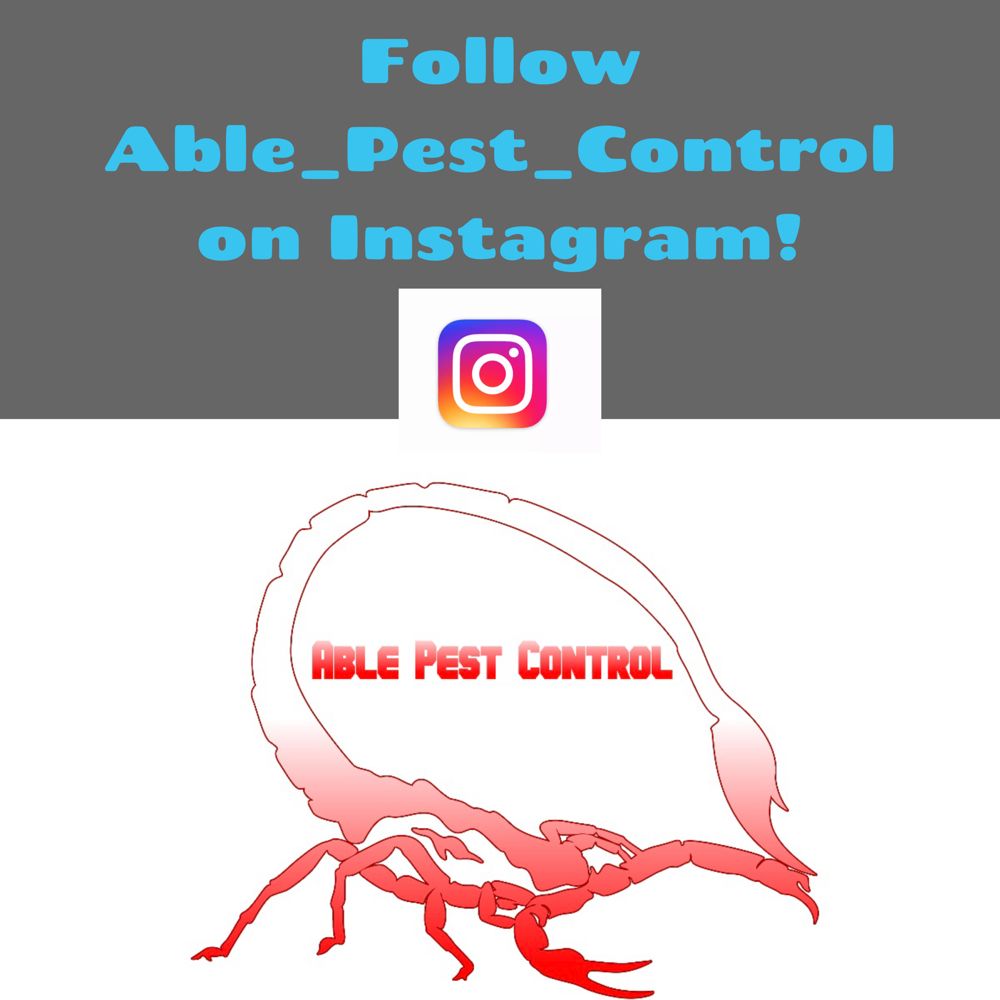 ABLE PEST CONTROL - Updated October 2025 - Henderson, Nevada - Pest ...