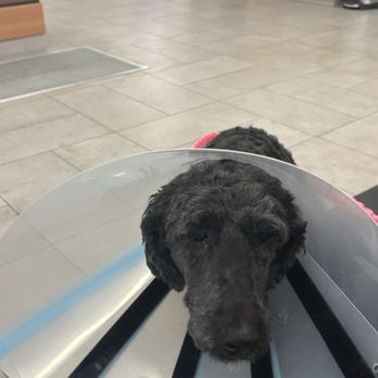 VETERINARY EMERGENCY GROUP - Updated February 2026 - 31 Photos & 15 ...
