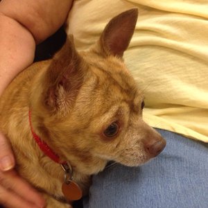 SIMPLY SOUTHERN PUPS - Updated August 2025 - 1557 Halfacre Rd, Newberry ...