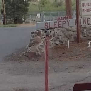 FEATHER RIVER INN - Updated March 2024 - 65899 Hwy 70, Blairsden ...