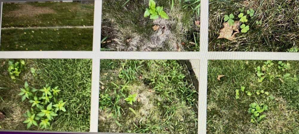 FS CUSTOM TURF - Updated October 2025 - 1808 Morrissey Dr, Bloomington ...