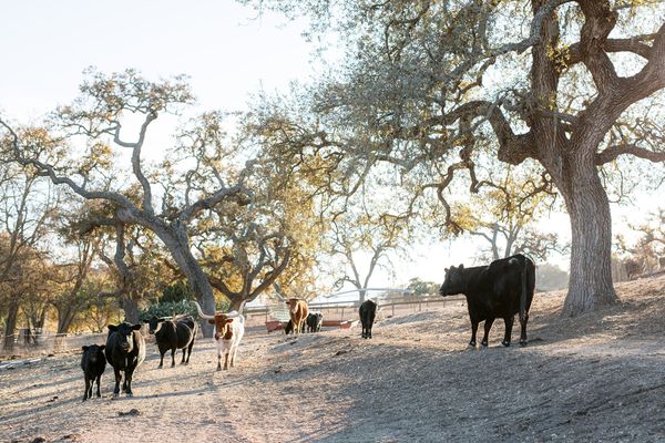 FOXEN CANYON RANCH - Updated May 2025 - 32 Photos - 6205 Foxen Canyon ...