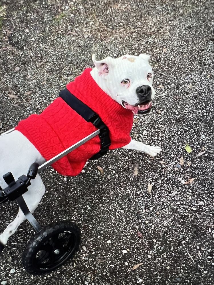 CANINE CORRAL - 57 Photos & 75 Reviews - 2045 Woodard Rd, San Jose ...