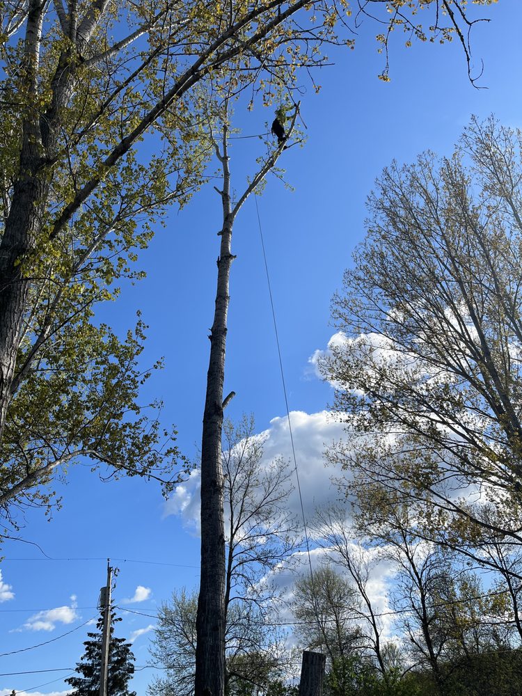 NOAH & NOAH’S TREE SERVICE - Updated December 2025 - Request a Quote ...