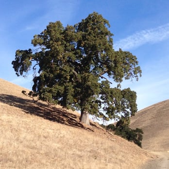 DIABLO FOOTHILLS REGIONAL PARK - Updated January 2026 - 244 Photos & 45 ...