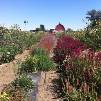 BERRY PATCH FARMS - Updated November 2025 - 47 Photos & 42 Reviews ...