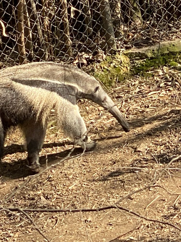 LITTLE ROCK ZOO - Updated September 2025 - 179 Photos & 72 Reviews - 1 ...