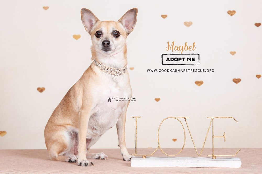 GOOD KARMA PET RESCUE OF SOUTH FLORIDA - Updated October 2025 - 17 ...