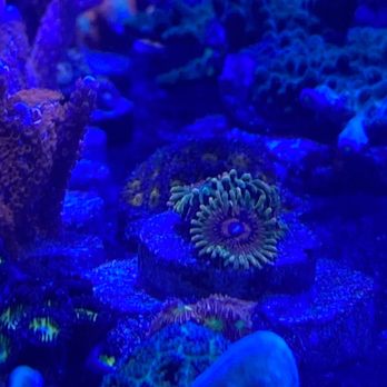 DEEP BLUE AQUARIUM - Updated December 2025 - 162 Photos & 46 Reviews ...