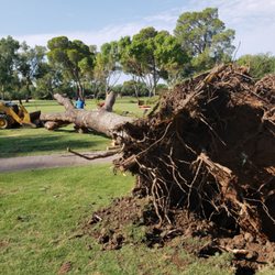 TREE MONKEY TREE TRIMMING - 36 Photos & 42 Reviews - Tucson, Arizona ...