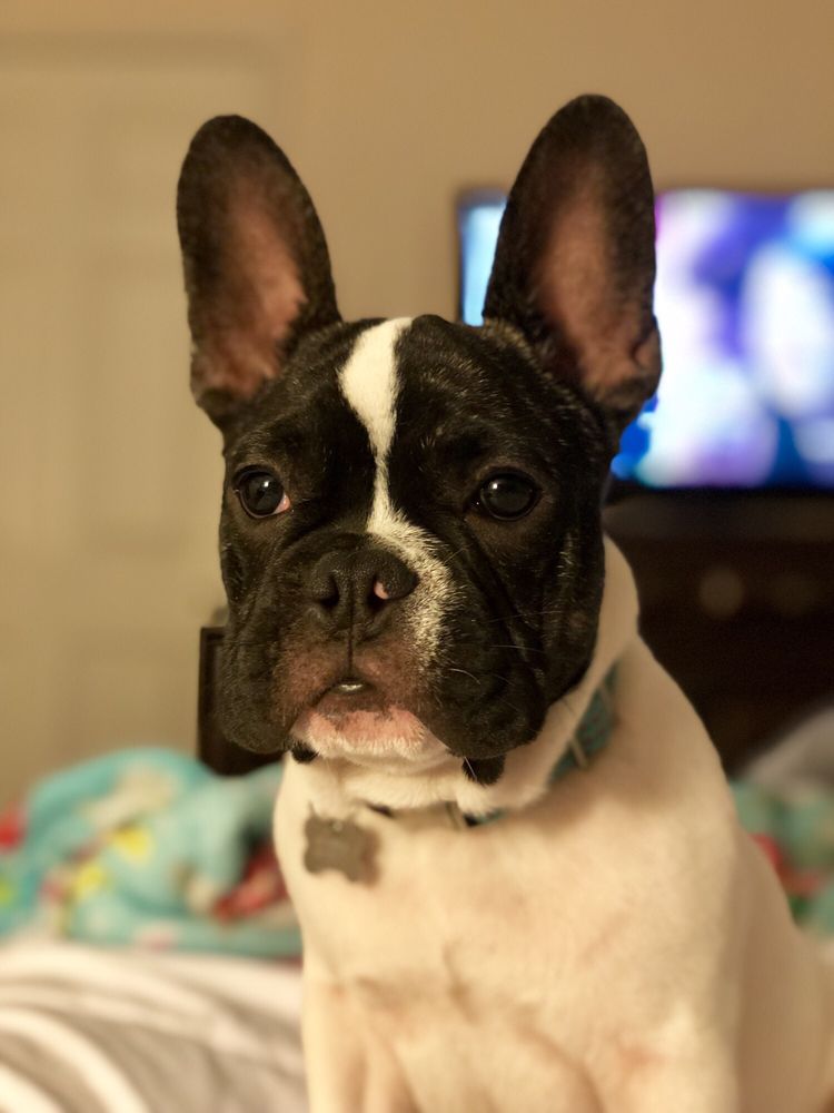 HOUSTON DOG BEHAVIOR AND TRAINING - Updated July 2025 - 30 Photos & 19 ...