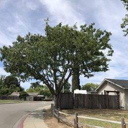 Terry's Tree Service Reviews | Read Customer Service Reviews of ...