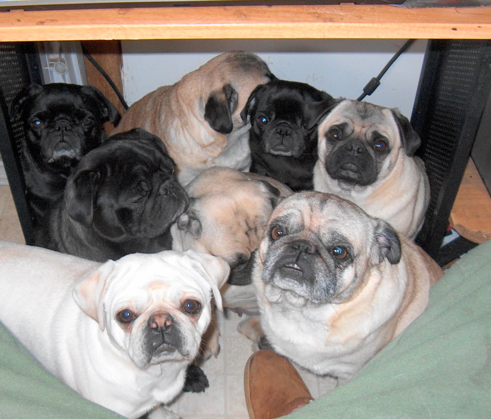 FOUR SQUARE PUGS - Updated December 2025 - 2788 60th Ave, Osceola ...