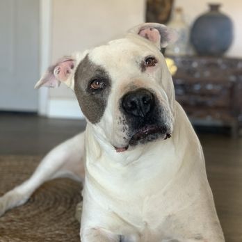 LOMA LINDA ANIMAL HOSPITAL - Updated June 2024 - 223 Photos & 662 ...