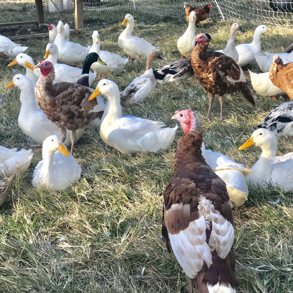 PURE PASTURE FARMS RICHLAND PARK - 4711 Charlotte Pike, Nashville ...