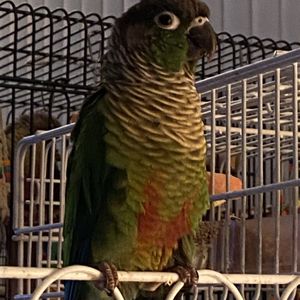 KOOKABURRA BIRD SHOP - Updated July 2025 - 25 Photos & 50 Reviews ...