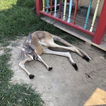 IT’S A ZOO LIFE - Updated December 2025 - 133 Photos & 15 Reviews ...