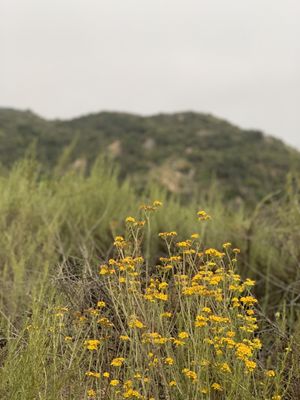 DALEY RANCH - Updated May 2024 - 404 Photos & 101 Reviews - Yelp